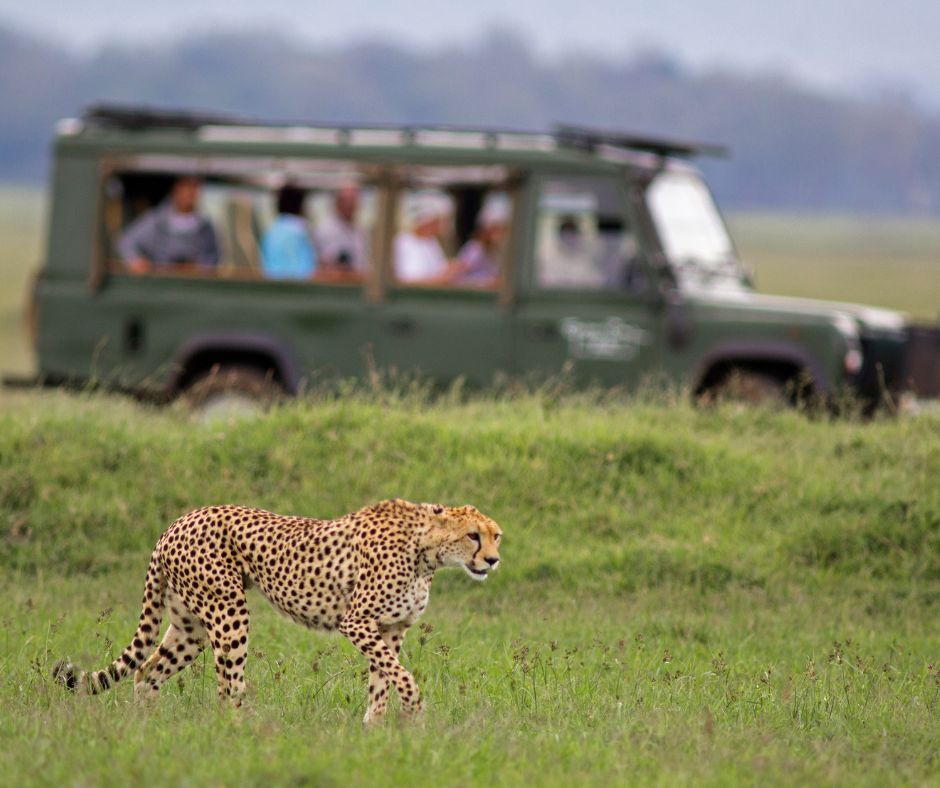Best Time to Go on Safari: A Month-by-Month Breakdown – Create My ...